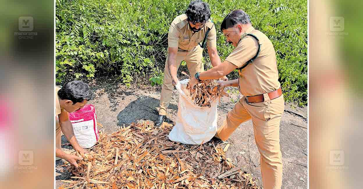 വീട്ടിൽനിന്ന് 235 കിലോഗ്രാം ചന്ദനം പിടികൂടി; സൂക്ഷിച്ചിരുന്നത് ...