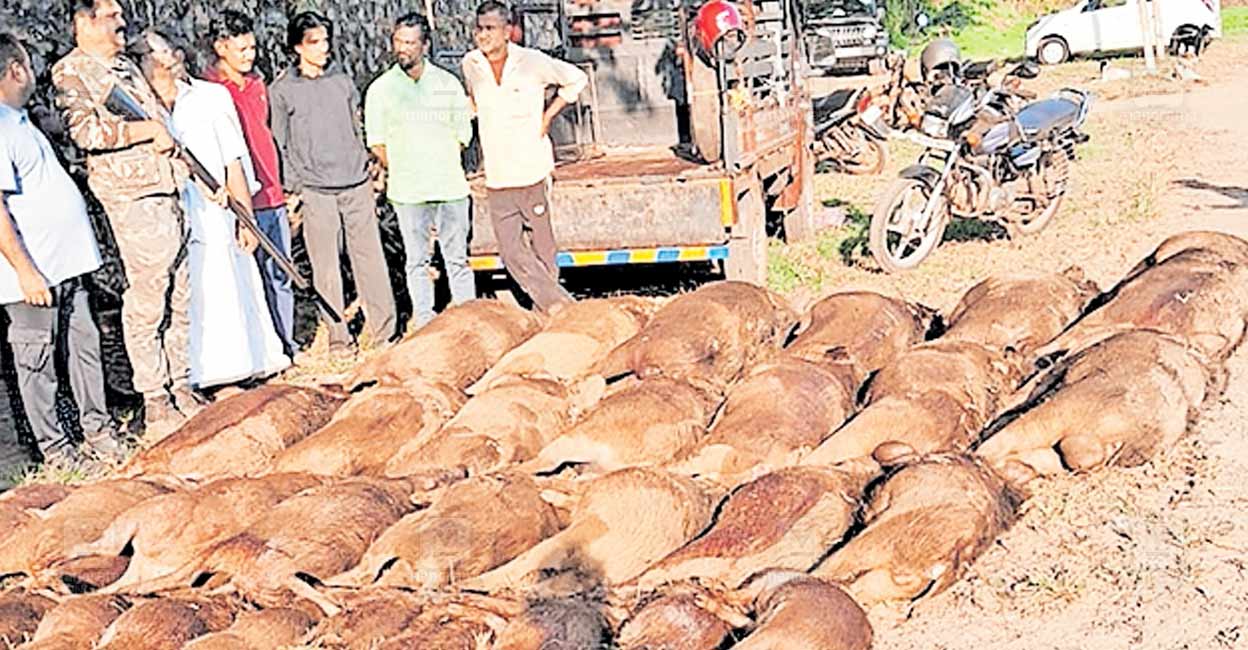 വട്ടംകുളം പഞ്ചായത്തിൽ 60 കാട്ടുപന്നികളെ വെടിവച്ച് കൊന്നു | Edappal | Vattamkulam | wild boar ...