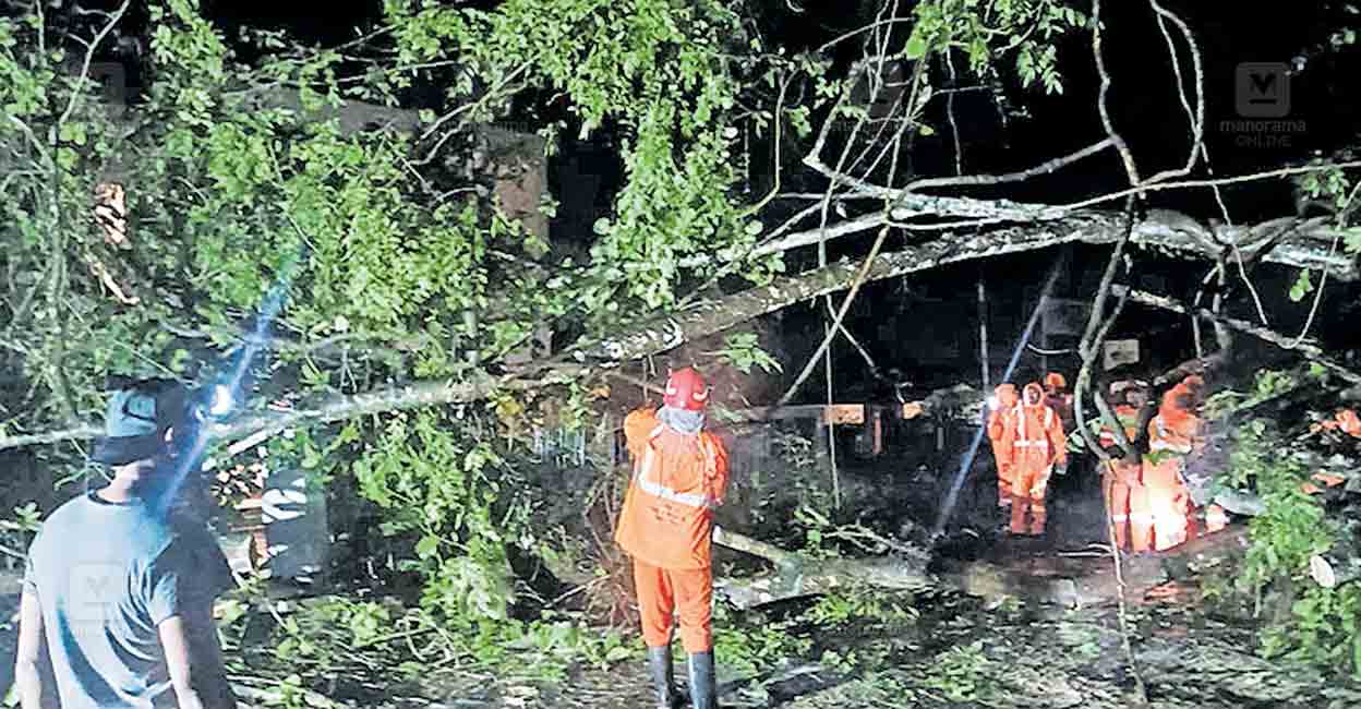 മേലാറ്റൂർ - കരുവാരകുണ്ട് റോഡിൽ മരം കടപുഴകി വീണു; രാത്രി ഗതാഗതം മുടങ്ങി