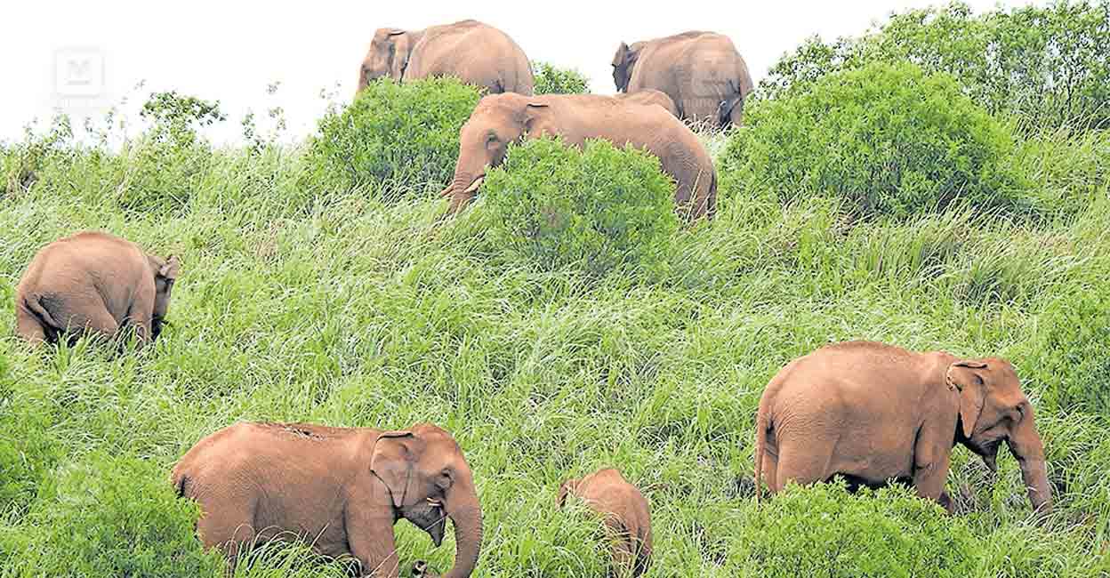 ആനത്താര നഷ്ടമായി; പന്തല്ലൂരിൽ തമ്പടിച്ച് നിലമ്പൂരിലെ ആനക്കൂട്ടം ...