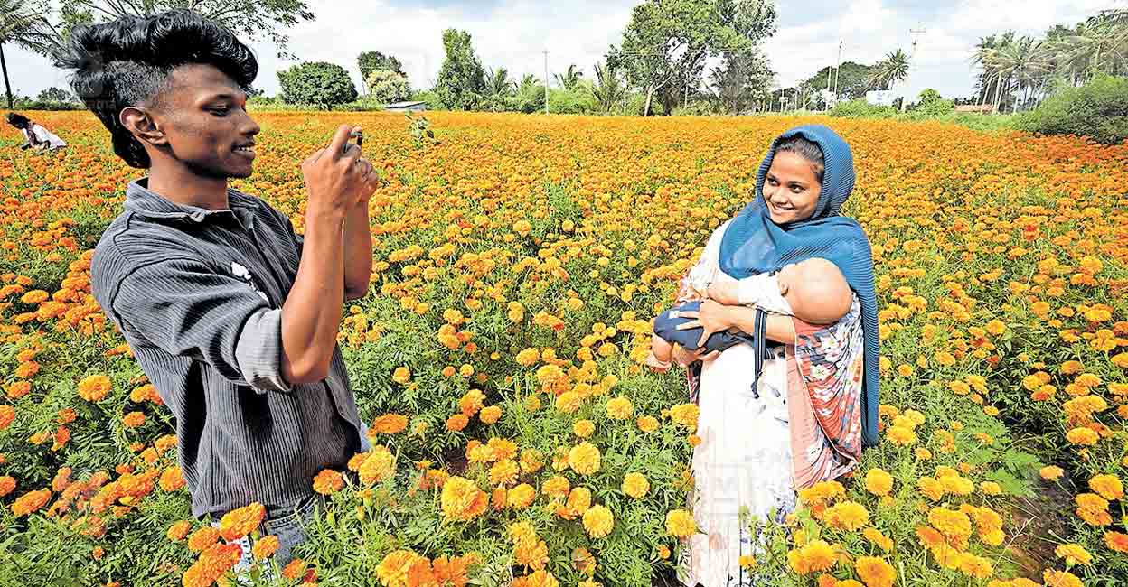 പൂവിനെക്കാൾ വിലയുണ്ട് പൂപ്പാടത്തെ ഫോട്ടോയ്ക്ക്! | flower field ...