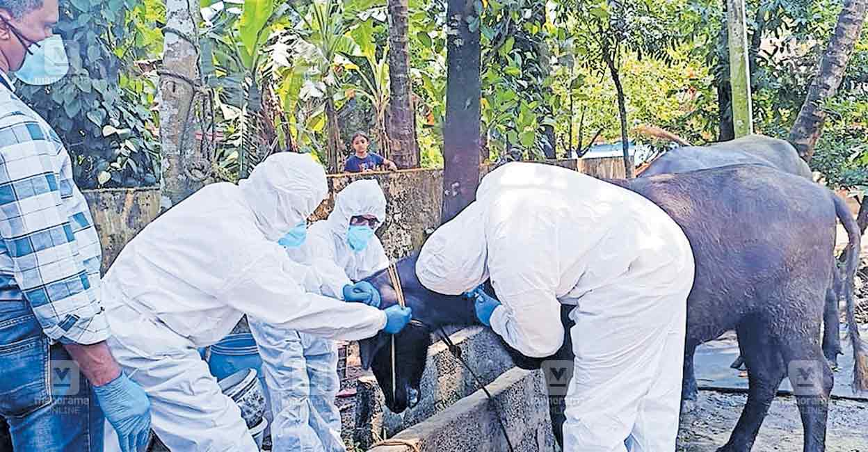 നിപ്പ: പ്രതിരോധ പ്രവർത്തനവുമായി മൃഗസംരക്ഷണ വകുപ്പും | Nipah Virus ...