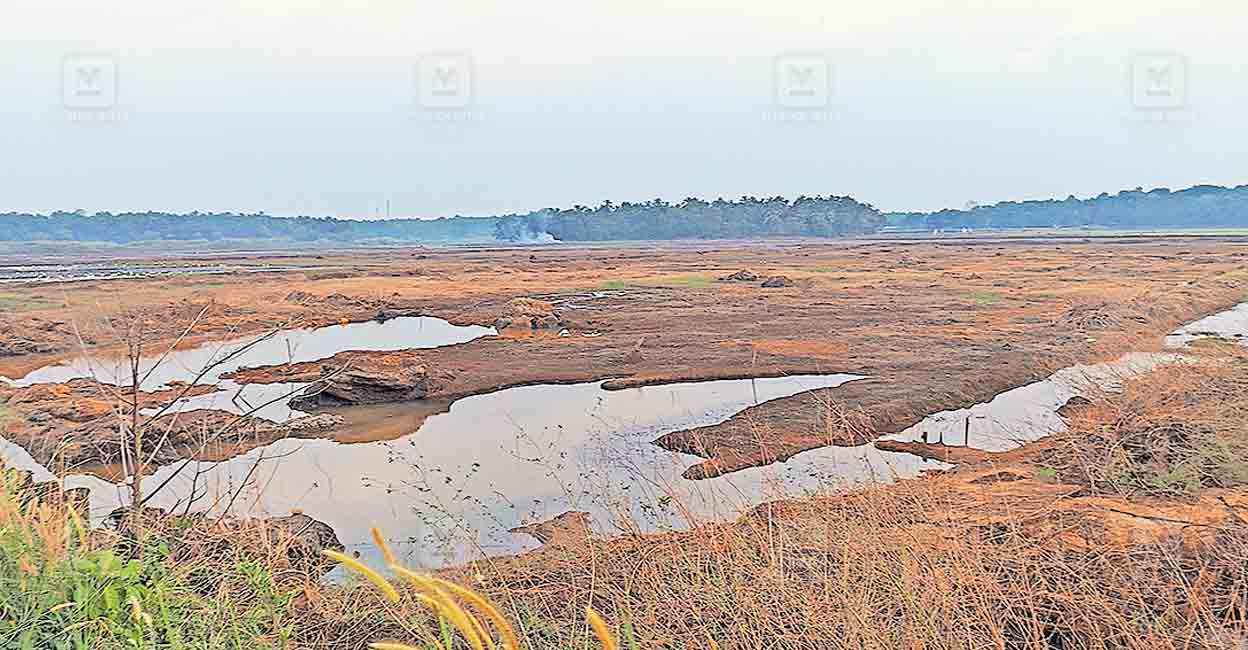 നരണിപ്പുഴ–കുമ്മിപ്പാലം പാടത്തെ കൃഷിനാശം; നെൽ‌ക്കർഷകർക്ക് ...