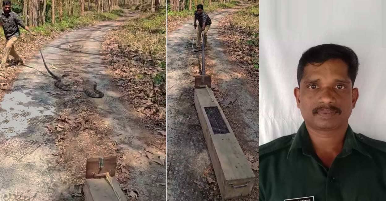 24 രാജവെമ്പാലകൾ, കരിമൂർഖൻ, പെരുമ്പാമ്പ്... മണികണ്ഠകുമാറിനെ കണ്ടാ ...