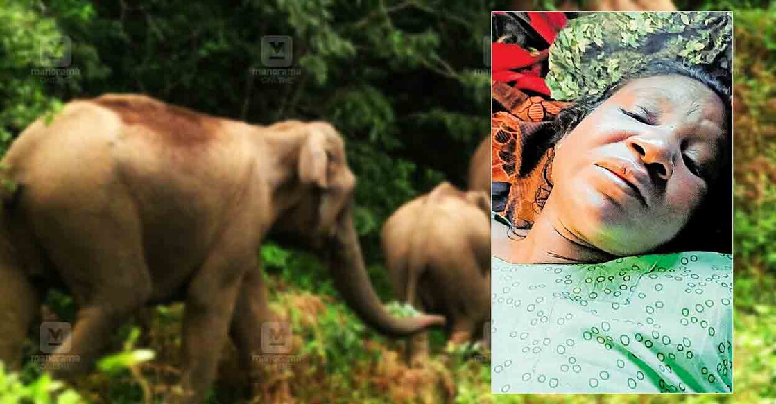 elephant attack manorama