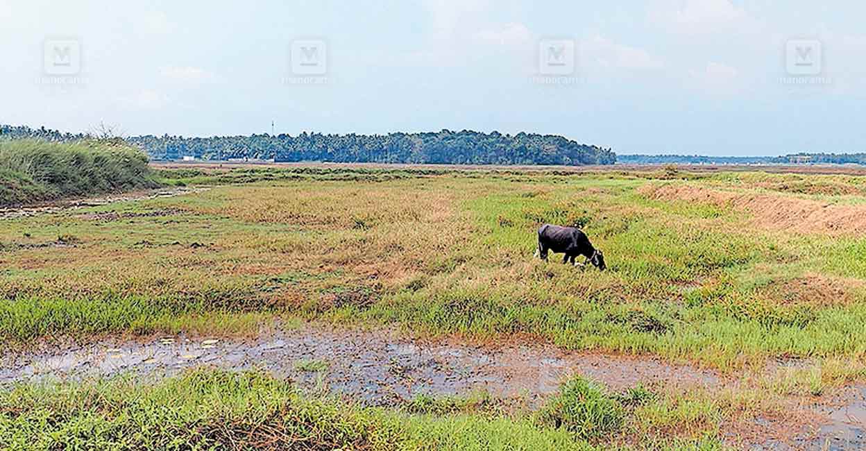 അധിക‍ൃതരുടെ അവഗണന തുടരുന്നു; മാറഞ്ചേരി മാറാടി–ആൽപറമ്പ് പാടശേഖരം വികസനം ...