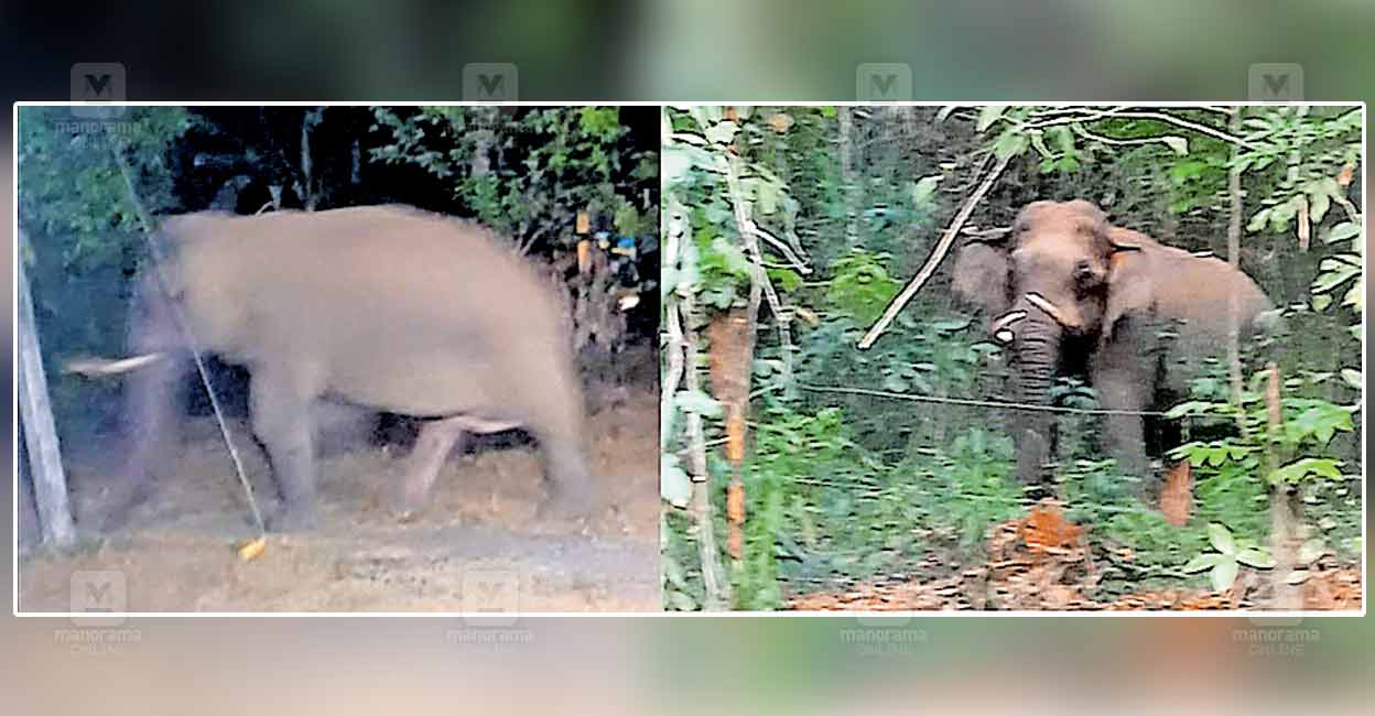 അമ്പുട്ടാൻപൊട്ടിയിൽ നാടു വിറപ്പിച്ച് കാട്ടുകൊമ്പൻ; പ്ലാവിൽ‍ നിന്നു ...