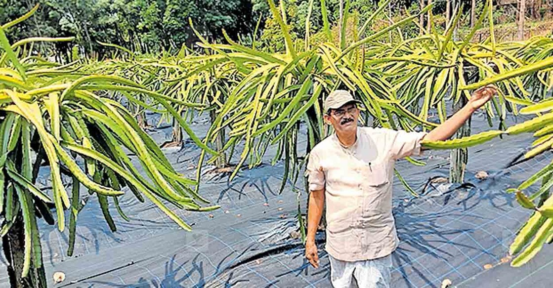 ഡ്രാഗൺ പഴക്കൃഷിയിൽ മാതൃകാ തോട്ടം ഒരുക്കി അഭിഭാഷകൻ | C. Babu Mohankurup ...