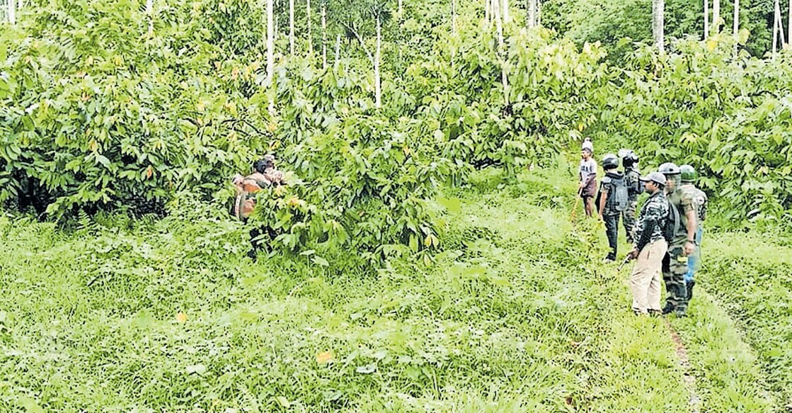 നരഭോജിക്കടുവ: 10 ദിവസം തിരഞ്ഞിട്ടും മയക്കുവെടി വയ്ക്കാനാകാതെ വനം ...