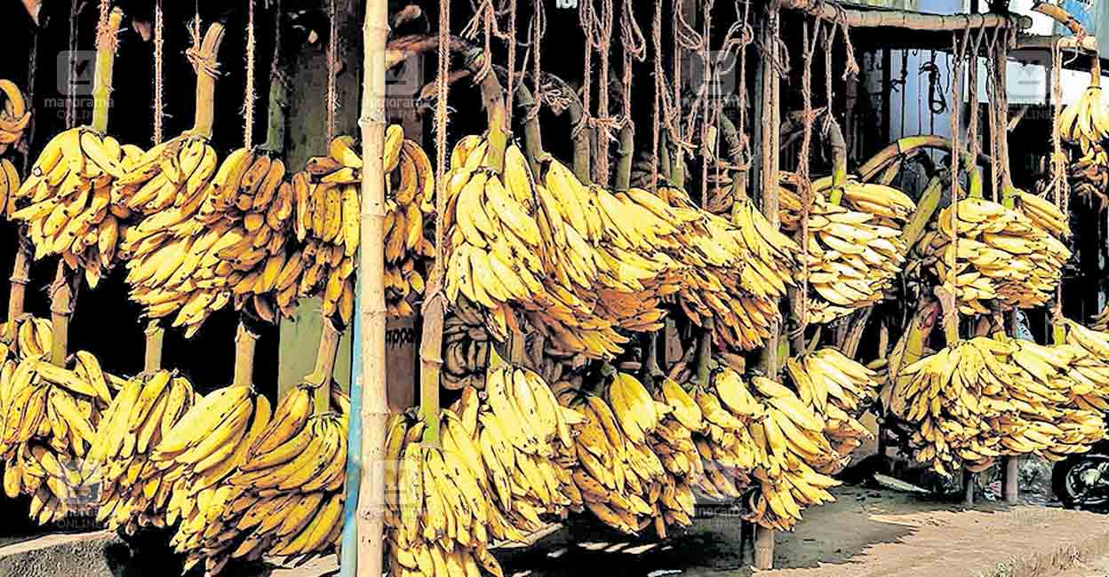പൂരാട വാണിഭത്തിന് ഒരുക്കം തുടങ്ങി; പ്രധാന ആകർഷണം കാഴ്ചക്കുലകൾ | Edappal ...