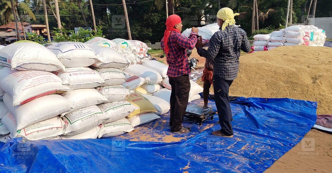 പൊന്നാനി കോളിലെ കർഷകർ ഉത്രാട ദിവസം പട്ടിണി സമരം നടത്തും | Paddy farmers ...
