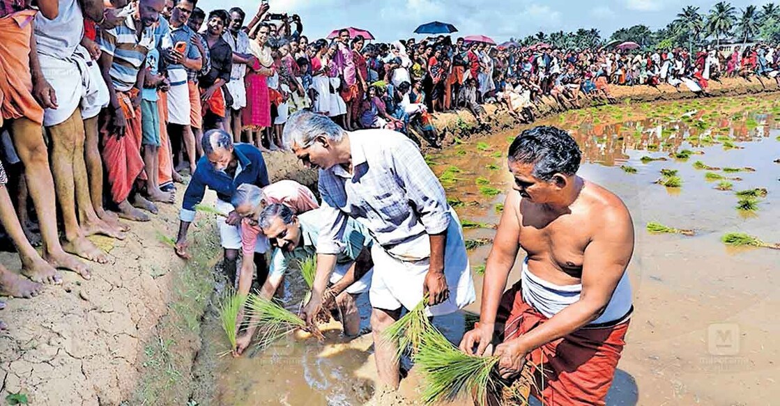 തിരുമാന്ധാംകുന്ന് ഭഗവതിക്കണ്ടം നടീൽ യജ്ഞത്തിൽ ഭക്തജനത്തിരക്ക് ...