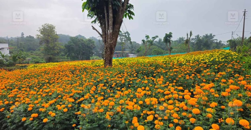 വണ്ടൂരിലെത്തിയാൽ ഗുണ്ടൽപേട്ടിൽ ചെന്നപോലെ; കണ്ണിനു വിരുന്നായി ...