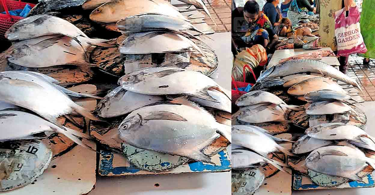 അറബിക്കടലിൽ ആവോലി ചാകര; ഈ സീസണിൽ ലഭിച്ചത് 600 ടണ്ണിലേറെ മത്സ്യം | Avoli ...