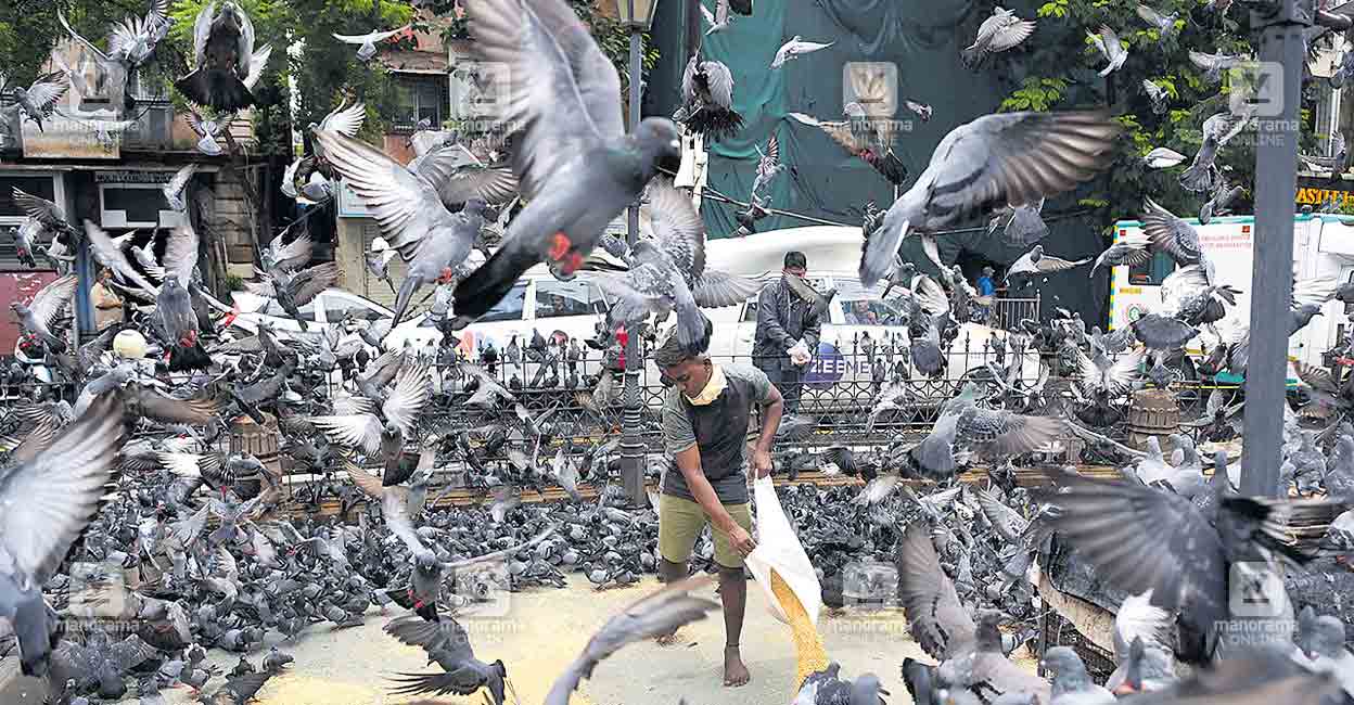 അത്ര പാവമല്ല പ്രവുകൾ! പ്രാവുകളുടെ എണ്ണം അമിതമായി വർധിച്ചാ ...