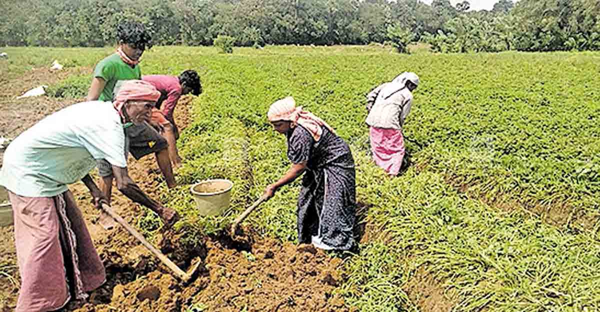 കല്ലൂരിലെ കൃഷിയിടത്തിൽ കൂർക്ക വിളവെടുപ്പ്