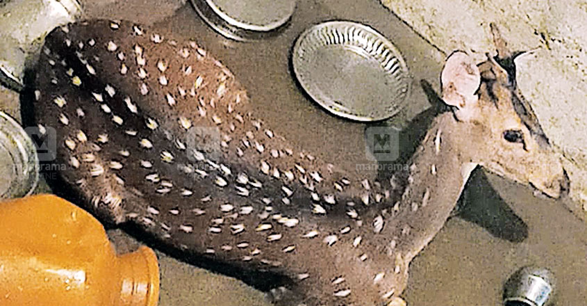 പുള്ളിമാൻ കാടുചാടി; നായ്ക്കൾ വീട്ടിലാക്കി