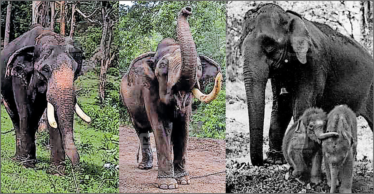 ആ ഇരട്ടക്കുട്ടികൾക്ക് 50 വയസ്സായി; കുങ്കിയാനകൾക്ക് പിറന്നാൾ