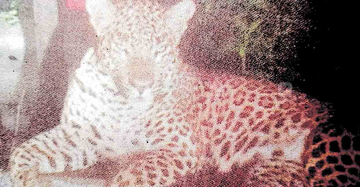 താളവാടിക്കു സമീപം തടുപ്പു ചുവരിനു മുകളിൽ പുള്ളിപ്പുലി