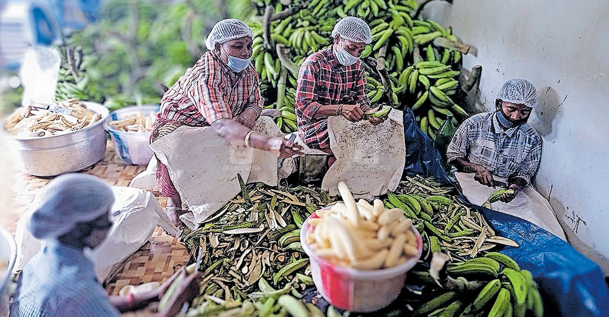 ഓണ വിപണി അട്ടപ്പാടിയുടെ വക 250 ടൺ വാഴക്കുല