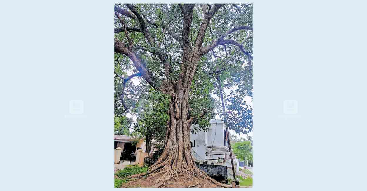 സ്വാതന്ത്ര്യത്തിന്റെ ശുദ്ധവായു