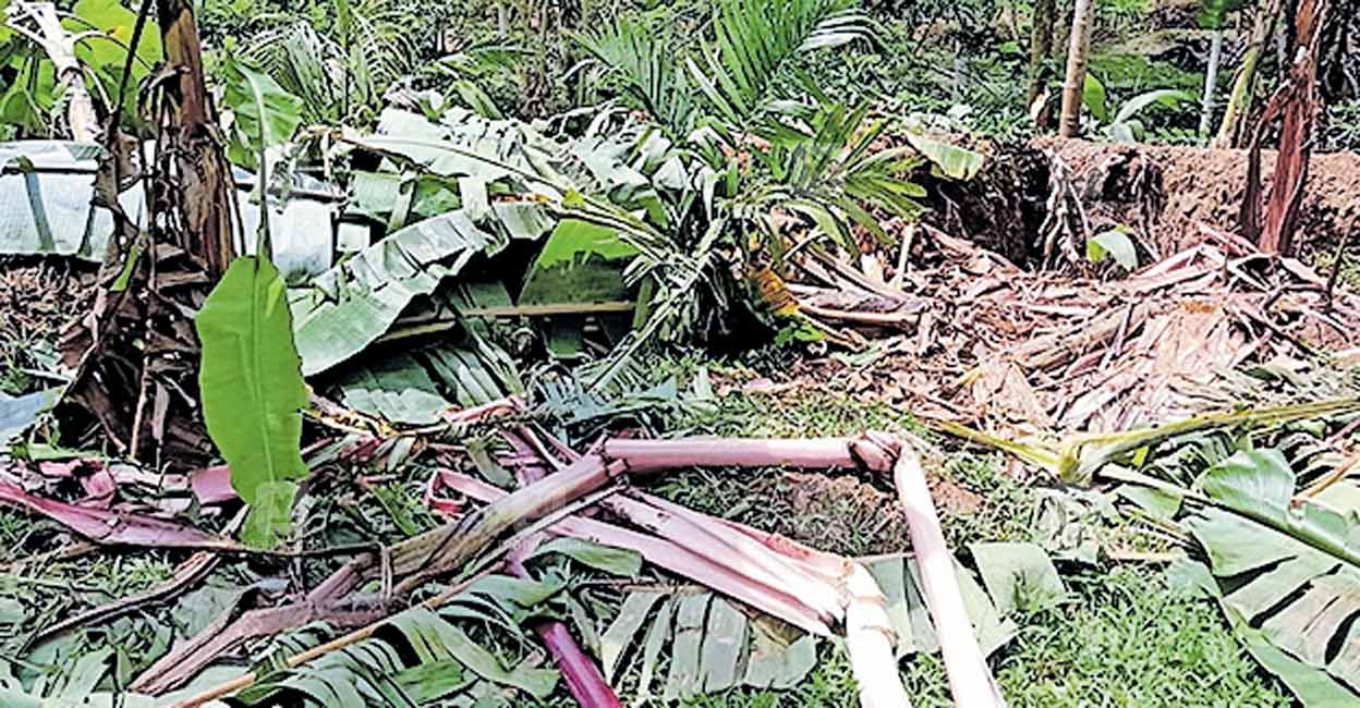 നരസിമുക്കിൽ കൃഷിയിടങ്ങളിൽ ആനകളുടെ അഴിഞ്ഞാട്ടം