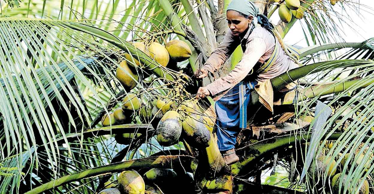 ആരും മടിക്കുന്ന വലിയ തെങ്ങ് തന്നെ ആദ്യം കയറി; തേങ്ങയിടാ ...