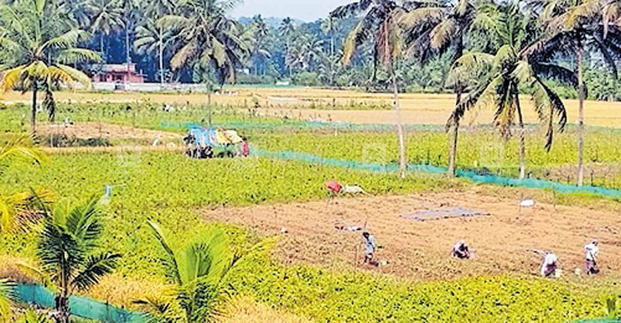 കൂർക്ക കൃഷി: വിളവിൽ മോശം വിലയിൽ നേട്ടം
