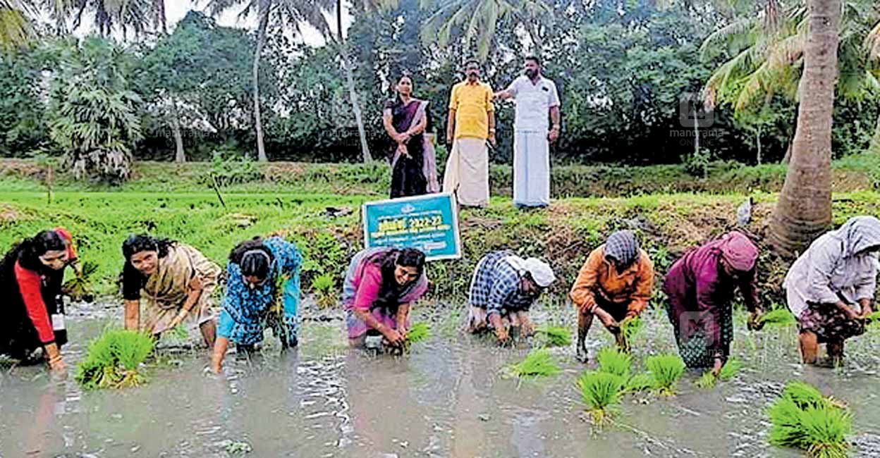 അരിക്കു കറുപ്പു നിറം, ഔഷധ ഗുണവും സുഗന്ധവും; ഒഡീഷയിലെ കാലാബട്ടി അരി ...