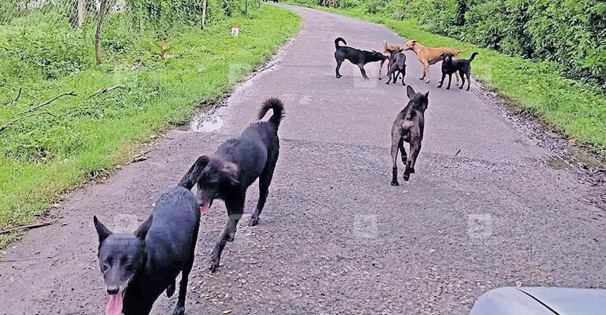 അട്ടപ്പാടിയിൽ 3 വയസ്സുകാരനെ നായ ആക്രമിച്ചു | Stray Dog Rescue Kerala ...