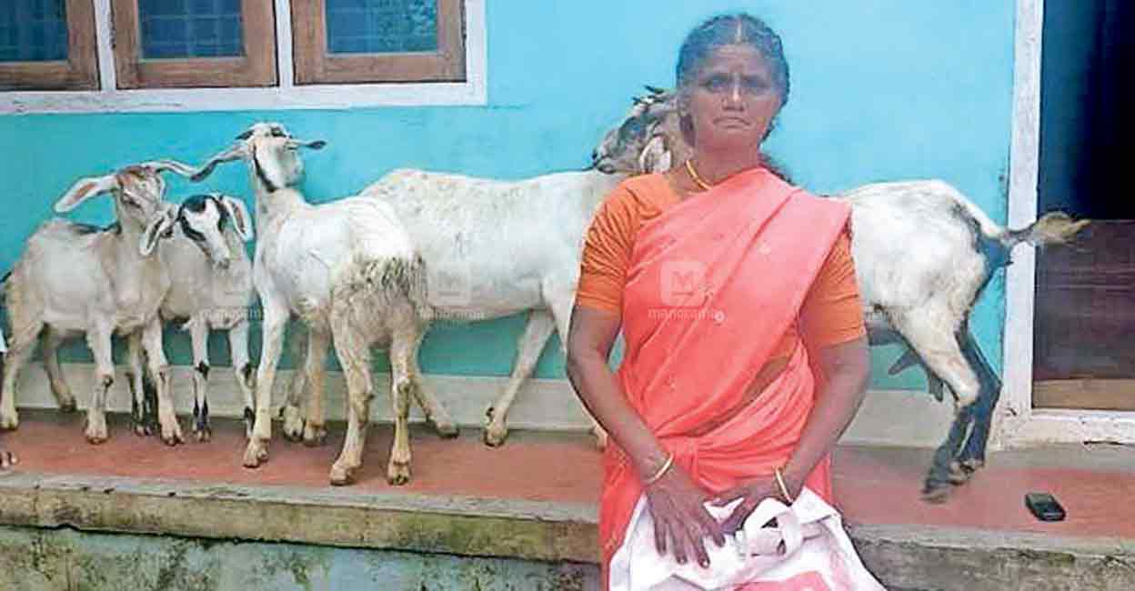 ഗർഭിണിയായ ആടിനെ നായ്ക്കൾ കടിച്ചു കൊന്നു | Stray Dog Rescue Kerala ...