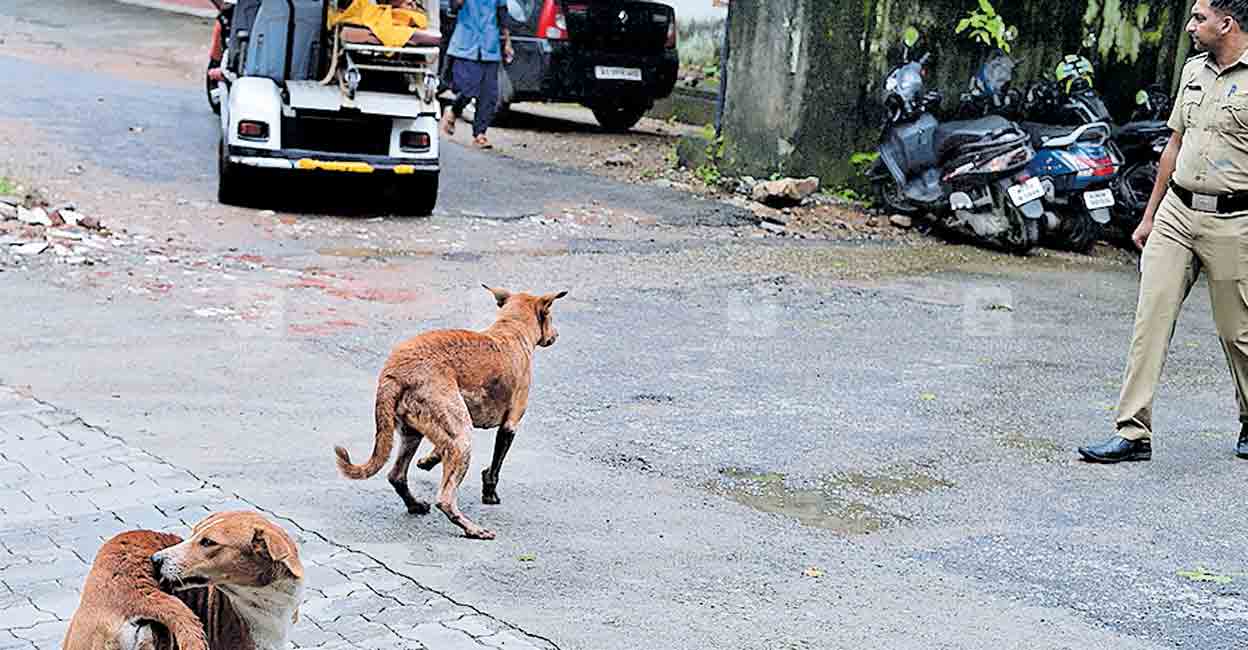 തെരുവുനായ ആക്രമണം; 4.30 മണിക്കൂർ: 24 കേസ് വിവരങ്ങൾക്ക് വിലക്ക് | Stray ...