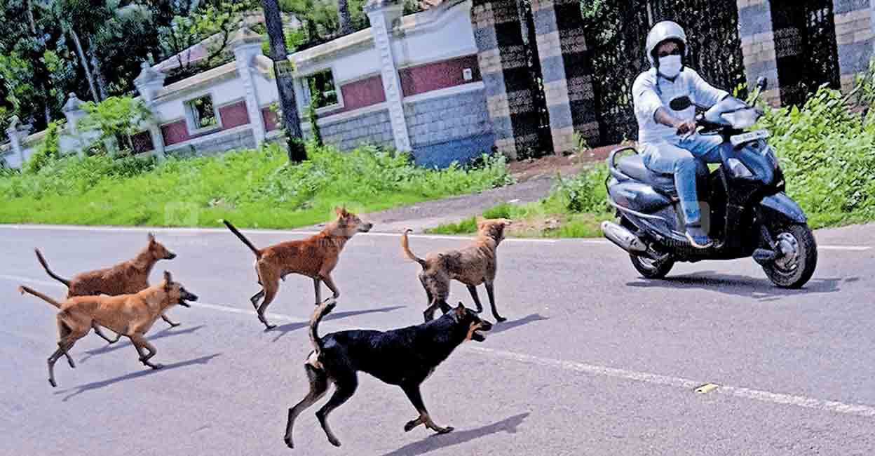 തെരുവുനായ ആക്രമണം; 4.30 മണിക്കൂർ: 24 കേസ് വിവരങ്ങൾക്ക് വിലക്ക് | Stray ...
