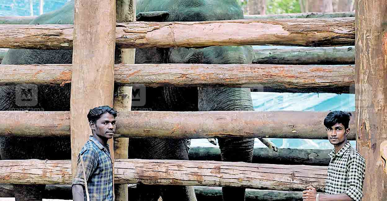 Pellets on 'Dhoni's Body'; Forest Minister - AK Saseendran said it was ...