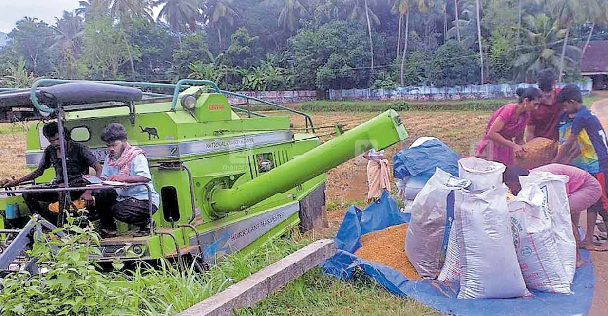 ഒന്നാംവിള കൊയ്ത്ത് അവസാന ഘട്ടത്തില്‍; സംഭരണം തുടങ്ങിയില്ല