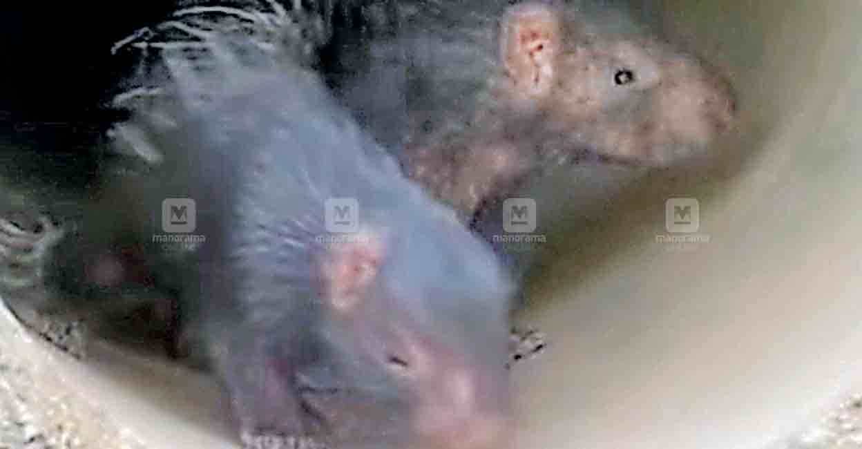 സ്വകാര്യ കമ്പനി പരിസരത്ത് മുള്ളൻപന്നി പ്രസവിച്ചു; പ്രദേശവാസികൾക്കു പേടി