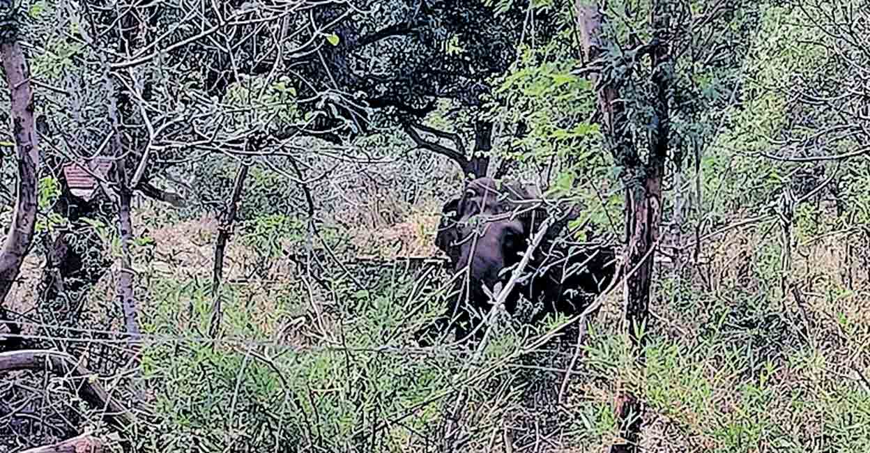 വാഹനം ഉപേക്ഷിച്ചു ഓടി രക്ഷപ്പെട്ടു; കഞ്ചിക്കോട്ട് വീണ്ടും കാട്ടാന