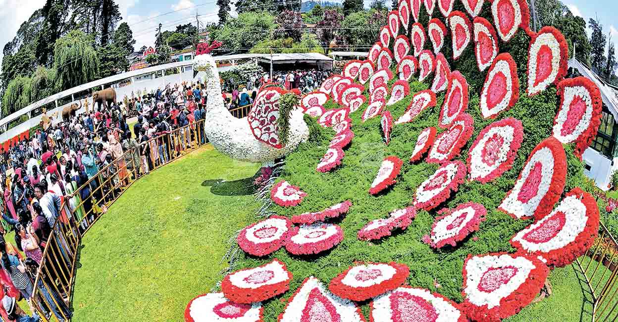 18 അടി ഉയരവും 40 അടി വീതിയുമുള്ള മയിൽ; ഊട്ടിയിൽ പുഷ്പമേള ആരംഭിച്ചു