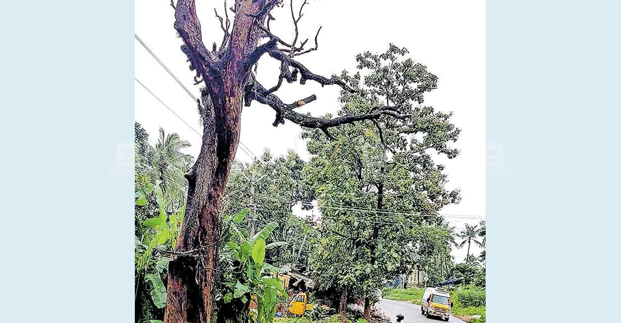 അട്ടപ്പാടി റോഡിൽ ഭീഷണിയായി വൻ മരങ്ങൾ