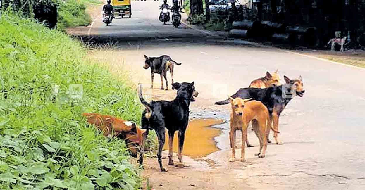 കൂറ്റനാട്ടും പരിസരങ്ങളിലും തെരുവുനായ ഭീഷണി | Stray Dog Rescue Kerala ...