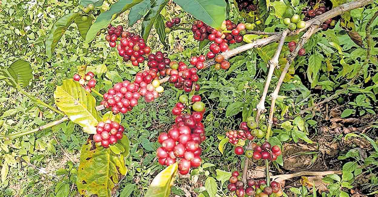 ഗുണത്തിൽ മുന്നിൽ അട്ടപ്പാടി കാപ്പി; ദേശീയതലത്തിൽ മികച്ച അഞ്ചിൽ ഒന്ന് ...