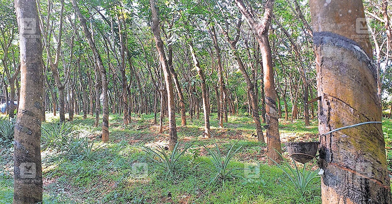 വടക്കുകിഴക്ക് നോക്കി റബർ; കൃഷി 1.25 ലക്ഷം ഹെക്ടറിൽ | മനോരമ ഓൺലൈൻ ന്യൂസ് ...
