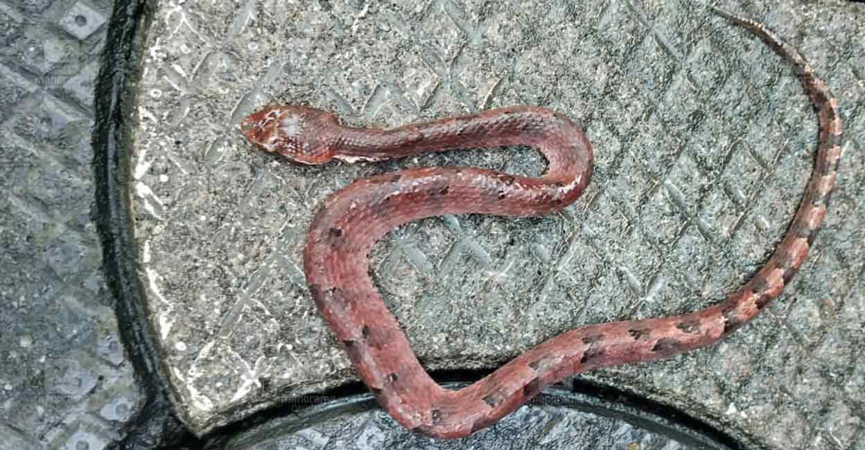 വീടിന് പുറത്ത് വച്ചിരുന്ന ഷൂസ് എടുത്ത് ധരിക്കുന്നതിനിടെ യുവാവിന് ...