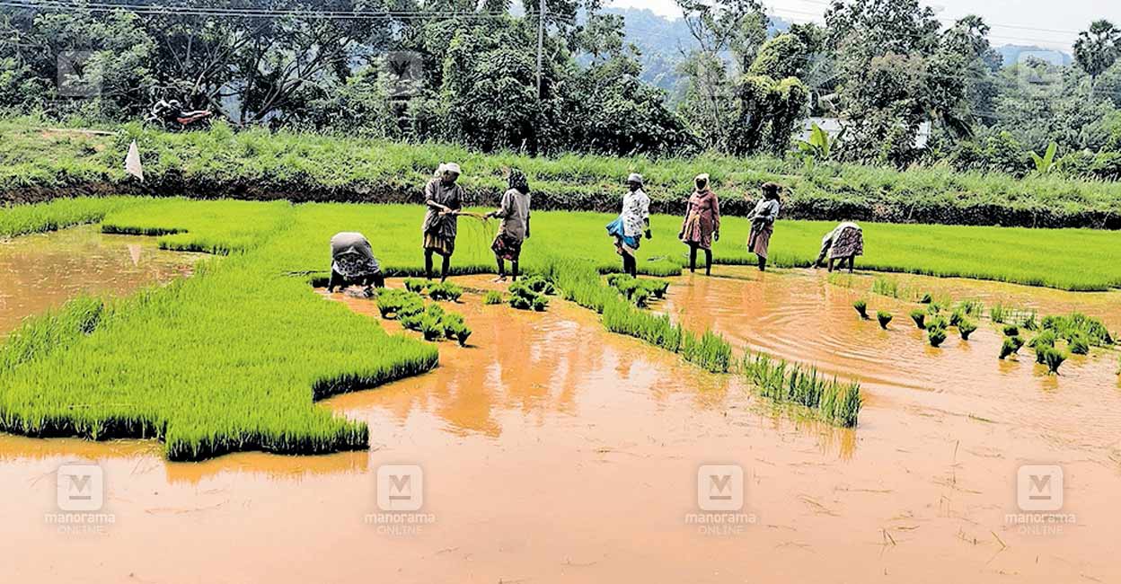 ആലത്തൂർ കൃഷിഭവൻ പരിധിയിൽ രണ്ടാംവിള നെൽക്കൃഷി ആരംഭിച്ചു | Alathur paddy ...