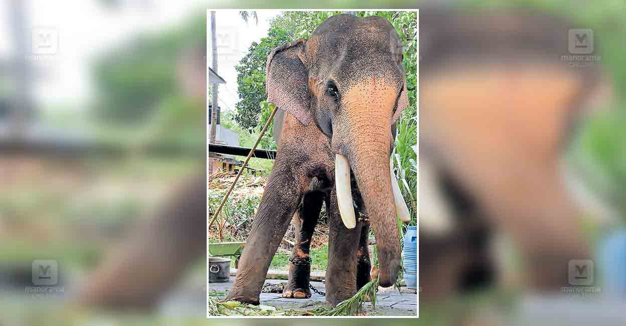 തെച്ചിക്കോട്ടുകാവ് രാമചന്ദ്രന് 13 ലക്ഷം രൂപയുടെ ഏക്കം; റെക്കോർഡ് ...