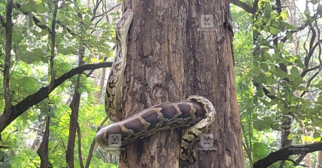 14 അടി നീളമുള്ള പെരുമ്പാമ്പ്; പിടികൂടി കാട്ടിൽ വിട്ടപ്പോൾ മരത്തിന് ...