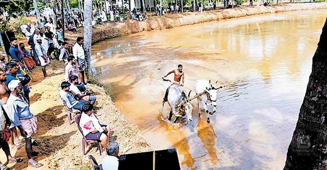 നാടിന് ആവേശമായി കാളപൂട്ട് മത്സരം