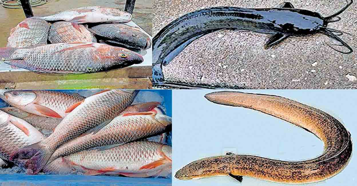 കേരളത്തിൽ ഏറ്റവും വലുപ്പമേറിയ മത്സ്യം മലമ്പുഴ അണക്കെട്ടിൽ; 52 കിലോ ...