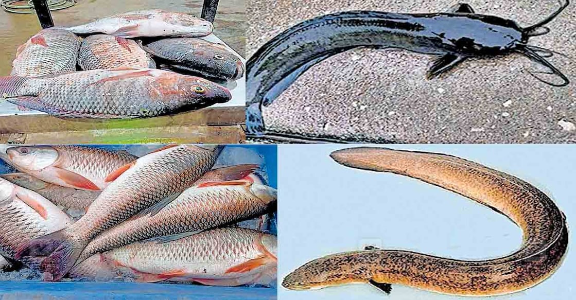 കേരളത്തിൽ ഏറ്റവും വലുപ്പമേറിയ മത്സ്യം മലമ്പുഴ അണക്കെട്ടിൽ; 52 കിലോ ...