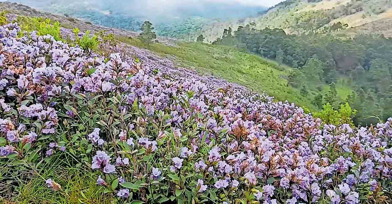 നീലക്കുറിഞ്ഞികൾക്കടുത്തേക്ക് സന്ദർശകർക്ക് പ്രവേശനാനുമതിയില്ല ...